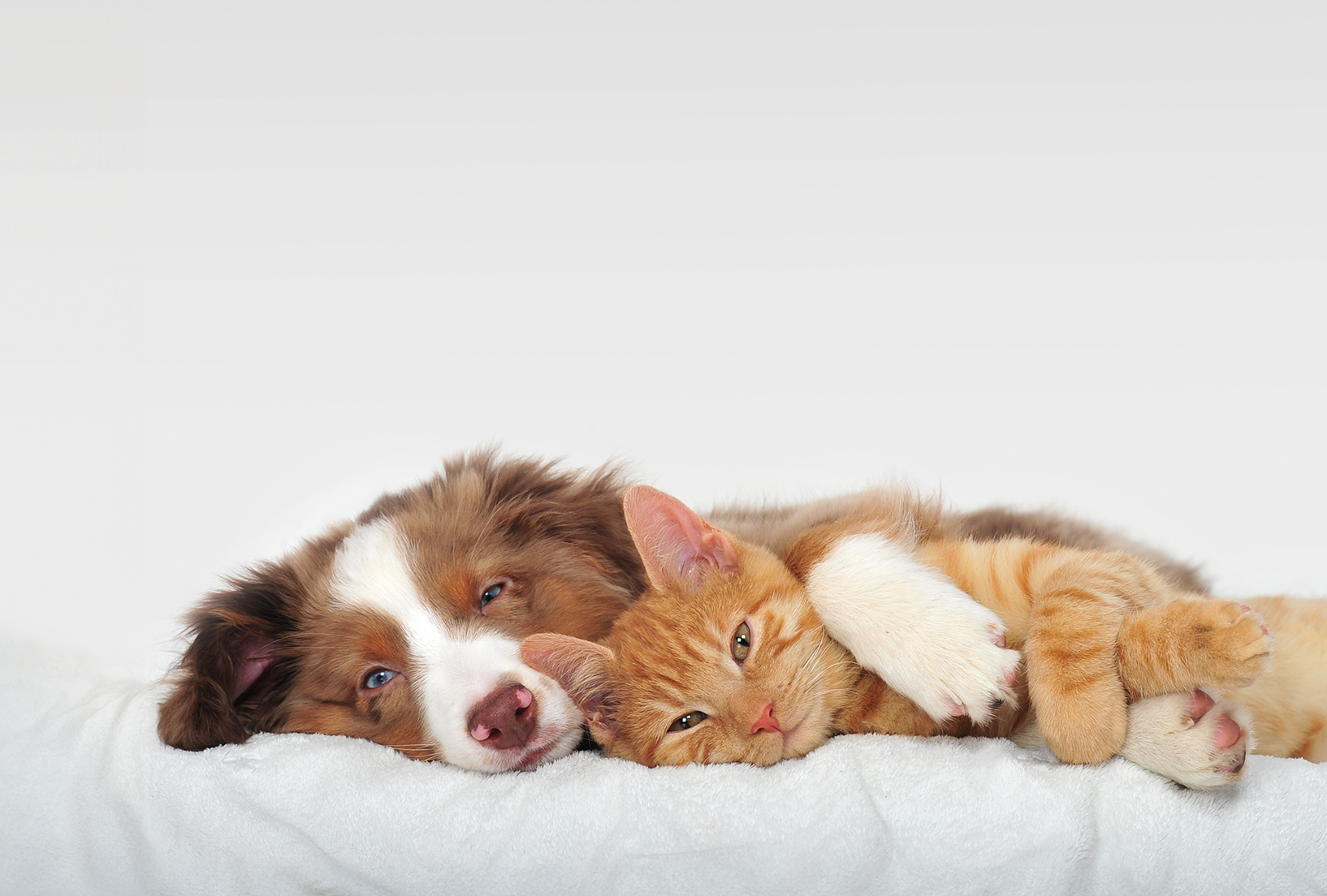 CBD & L-Tryptophan: Natürliche Unterstützung für deinen Vierbeiner 🐾 - HEROSAN healthcare